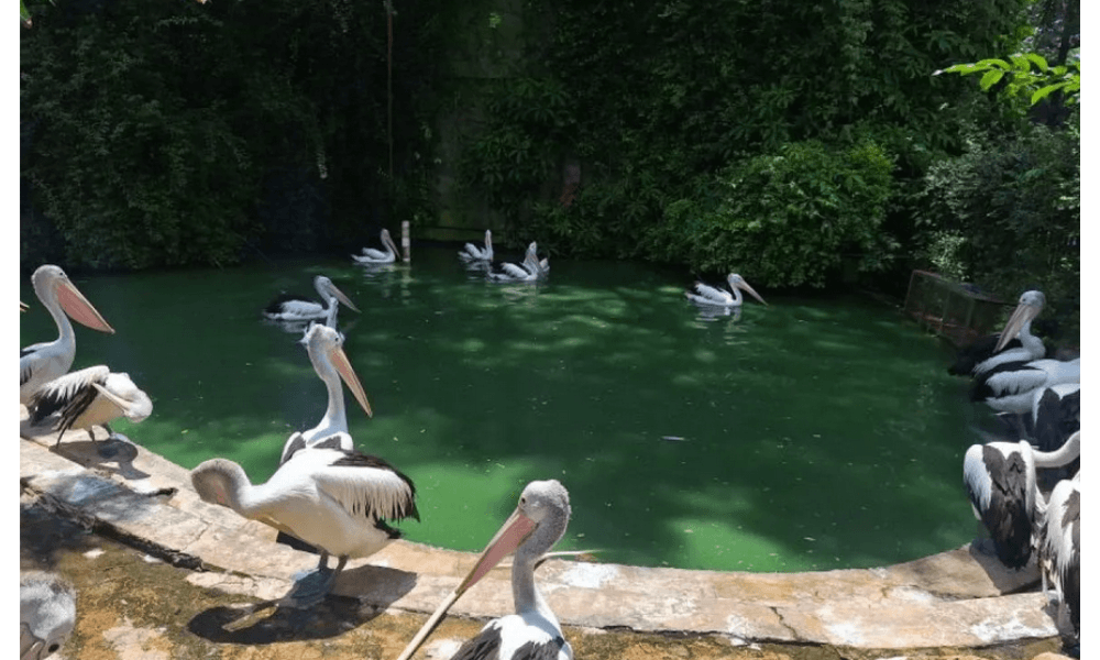 Malam Tahun Baru di Ragunan Diminati 14.217 Pengunjung, Turun Dibanding ...